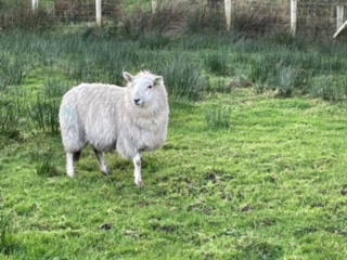 The Breed – Cladoir Sheep Preservation Society